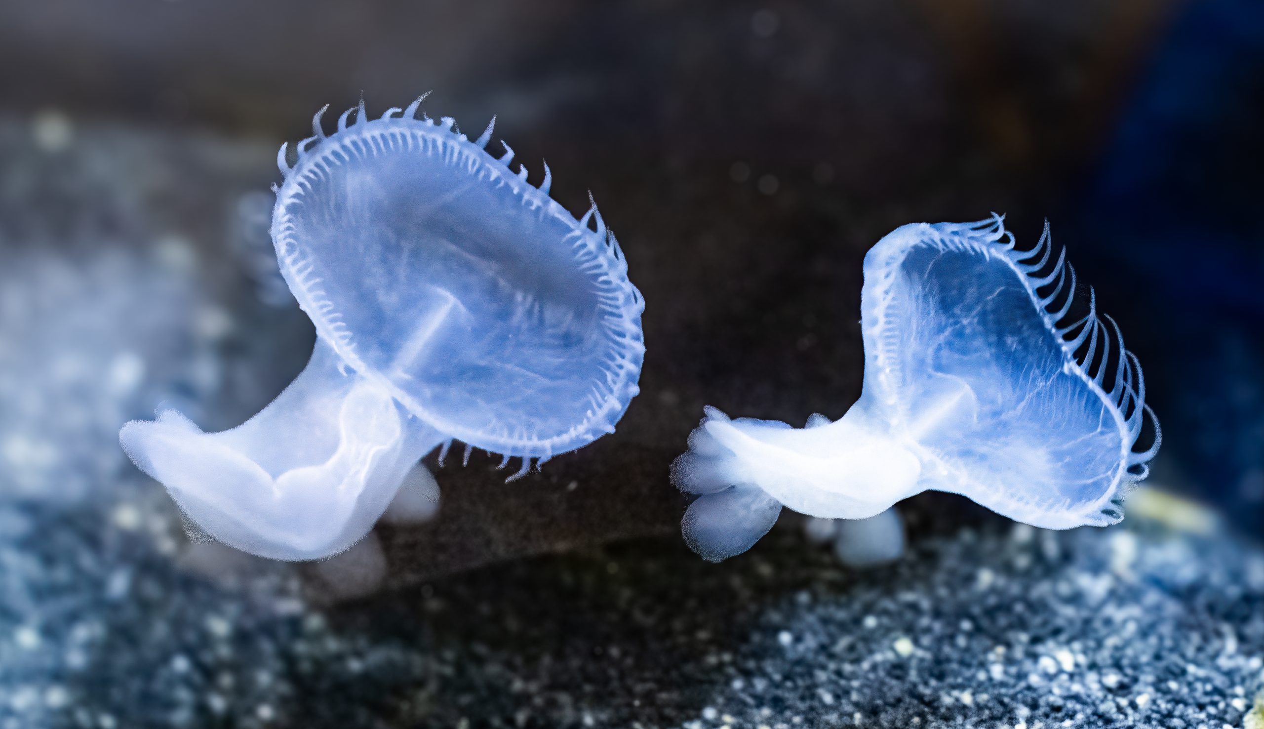 Underwater: Aquatic Life at Monterey Bay Gallery – David Tashjian ...